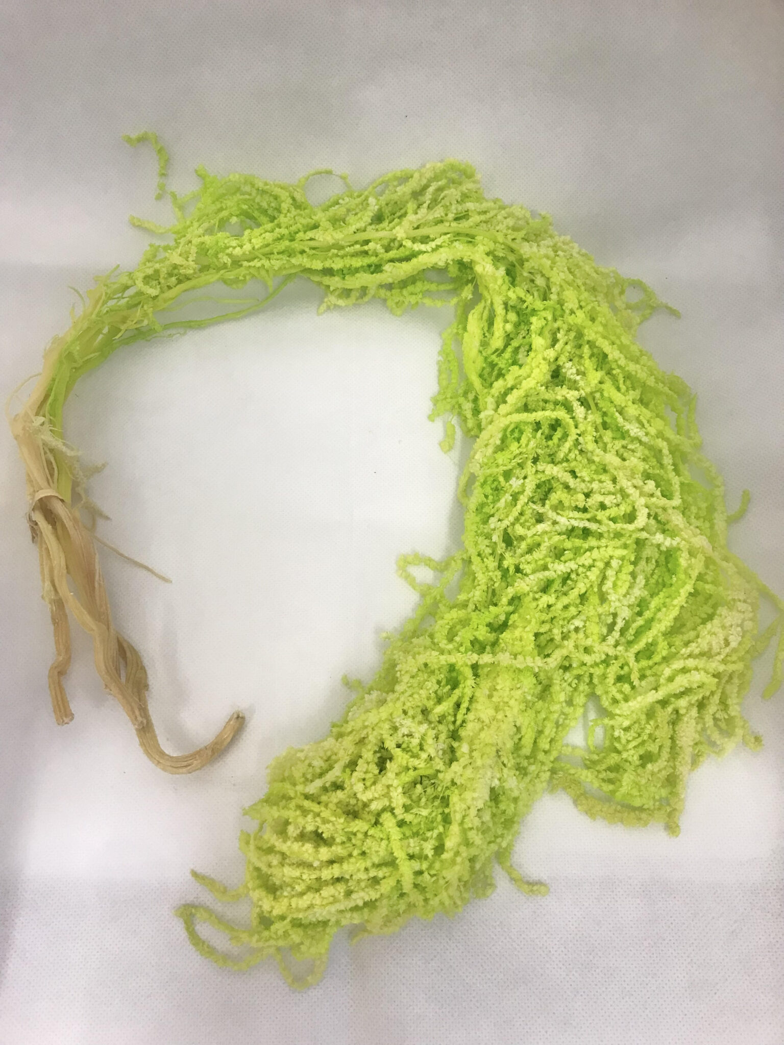 Dried and Preserved Plants Materials Archives - A Floral Affair