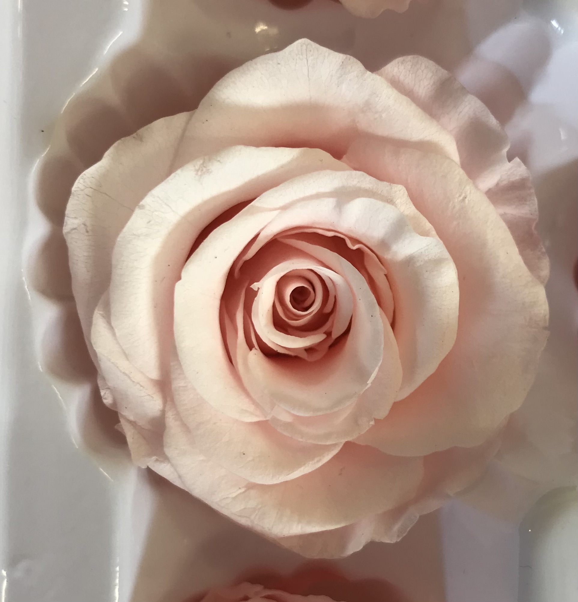 Soft Pink single Rose - A Floral Affair